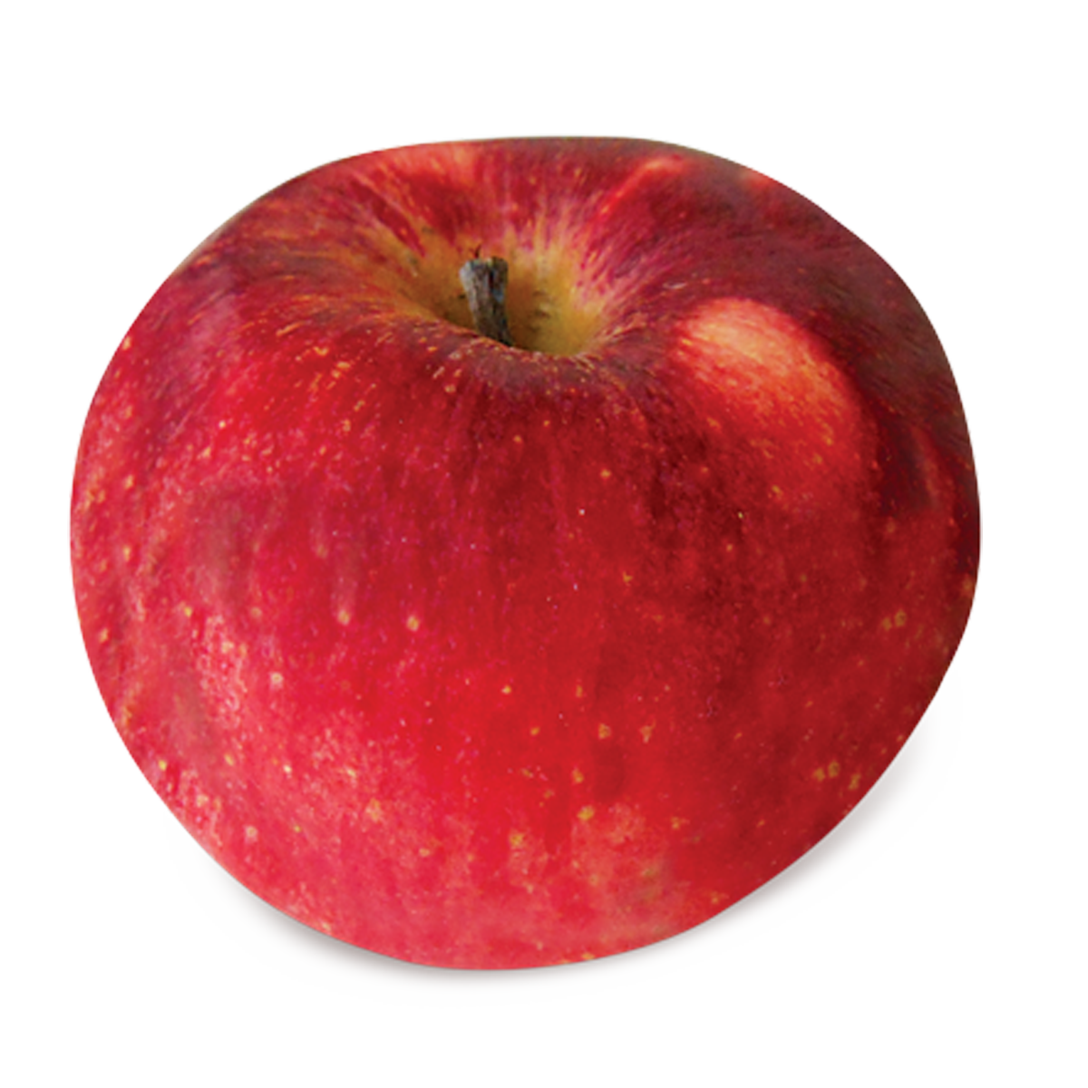 Visit our apple orchard with 25 different apple varieties!